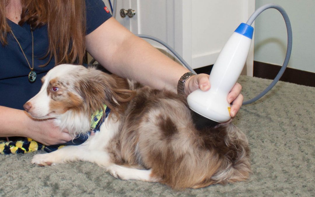 Sound Wave Therapy P A W S For Rehabilitation